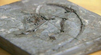 Ancient primate fossil shows human ancestors were tiny - BBC Newsround