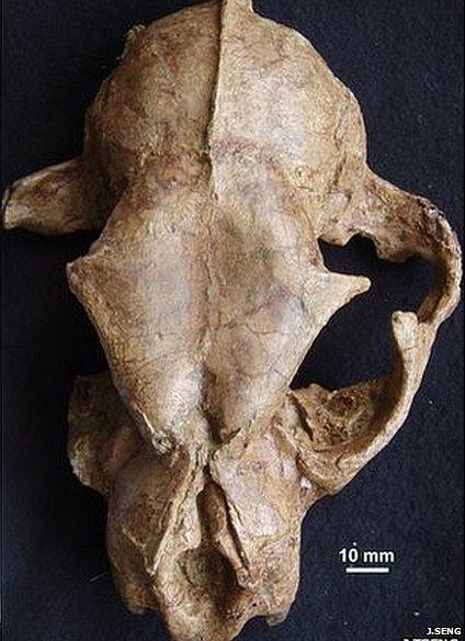 Oldest ever big cat skull found - BBC Newsround