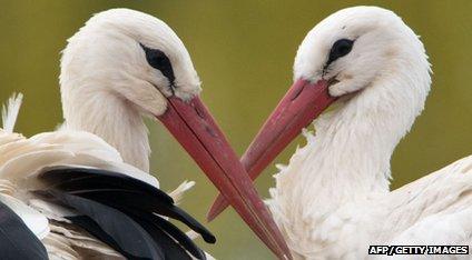 Thrigby Hall nesting storks may end 600-year wait - BBC Newsround