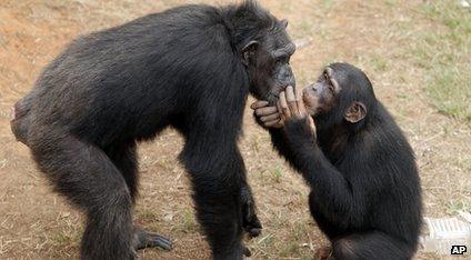 Chimps make new tools, their friends follow - BBC Newsround