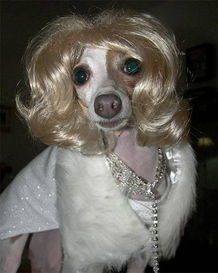 En fotos: pelucas para perros, de todos los colores y estilos - BBC ...