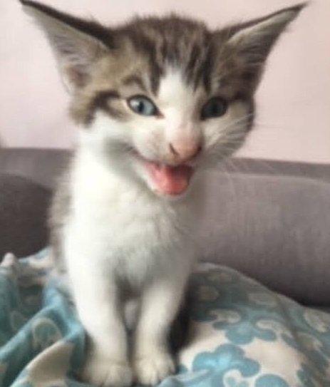 International Cat Day: Your cats! - BBC Newsround