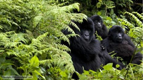 El origen de las familias - BBC News Mundo