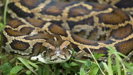 La invasión de pitones activa cacería masiva en Florida - BBC News Mundo
