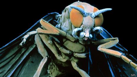 Los pueblos que vencen a la ceguera de los ríos cazando moscas - BBC ...