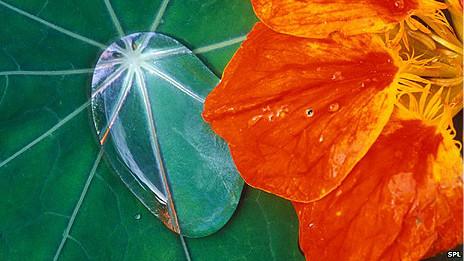 Crean el material más impermeable conocido en el mundo - BBC News Mundo