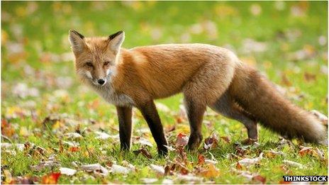 'Vicious' fox traps eight people in Cambridgeshire sports club - BBC News