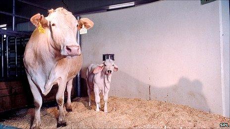 Are meat and milk from cloned cattle safe? - BBC News