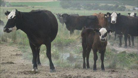 Cattle 'cloned from dead animals' - BBC News