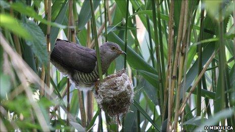 Extra incubation time lets cuckoo chicks pop out early - BBC News
