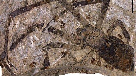 Ancient fossil was 'nearly a spider' - BBC News