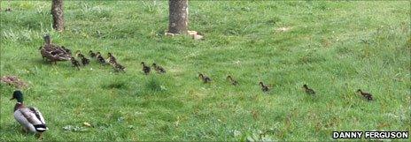 Duck turns up at RSPB reserve with 27 ducklings in tow - BBC News