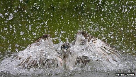 Cairngorms photographer swoops on top award - BBC News