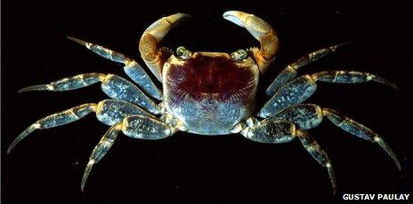 Human arrival 'wiped out' Hawaii's unique crabs - BBC News