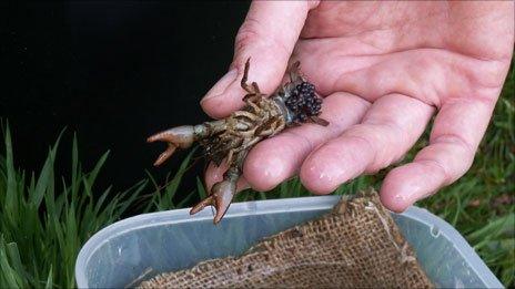 Crayfish bred in Brecon to try and save species in UK - BBC News