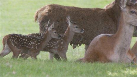 Twin red deer calves born at Bucklebury Farm Park - BBC News