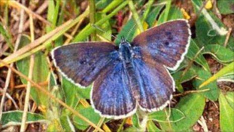 Stroud home of Large Blue butterfly secured by wildlife trust - BBC News