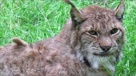 Galloway park's oldest captive-born lynx turns 21 - BBC News