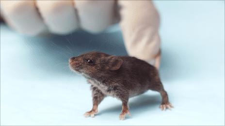 Humanising animal testing - BBC News