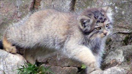 Scots and Iranians in effort to uncover rare cats' secrets - BBC News