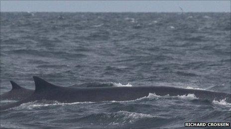 Huge fin whales make return to Pembrokeshire waters - BBC News