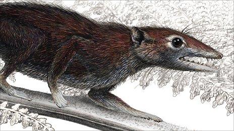 'Cute ancient furball' fossil unearthed - BBC News
