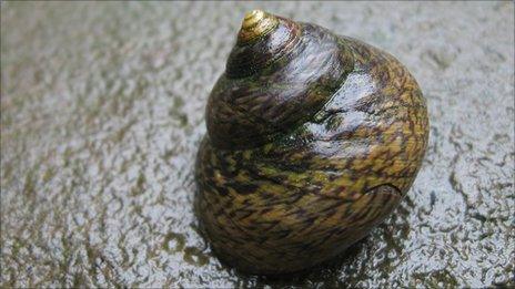Council study to assess Weymouth flood defence options - BBC News