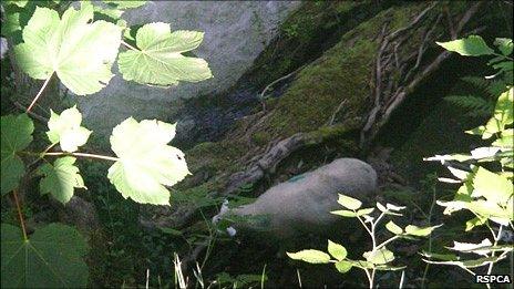 Trapped sheep rescued from river at Llanidloes, Powys - BBC News