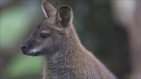 Wallaby roaming wild in Somerset countryside captured - BBC News