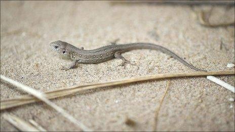 Sand lizards bred at Chester Zoo return to Ynyslas - BBC News