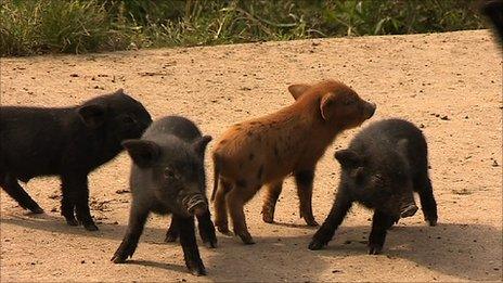 Inside Japan's nuclear ghost zone - BBC News