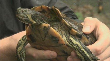 Terrapin chasing volunteers sought in East Midlands - BBC News