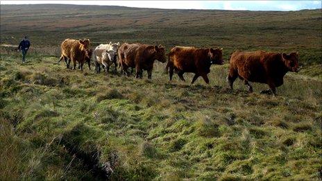 Cattle tracked with GPS for RSPB Orkney project - BBC News