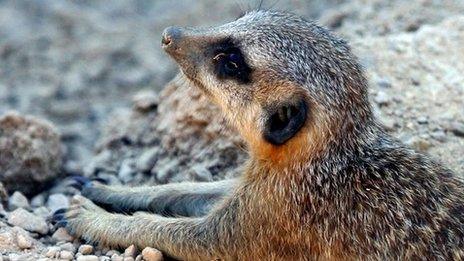 Meerkat rescued after jumping into sea off ship - BBC News