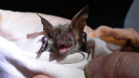Bechstein's and barbastelle bats found at Drews Pond Nature Reserve ...