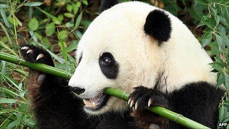 Viewpoints: Should we give up trying to save the panda? - BBC News