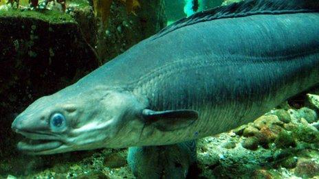 Devon conger eel close to record - BBC News