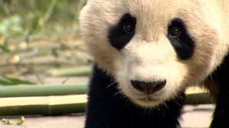 Giant pandas arrive in Edinburgh from China - BBC News
