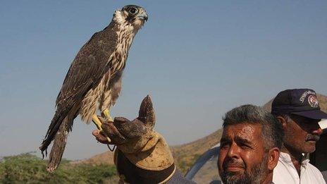 Pakistan releases hunting falcons 'from Qatari royal' - BBC News