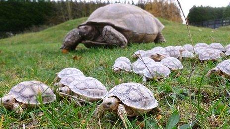 Lake District Wildlife Park baby tortoises hatch - BBC News