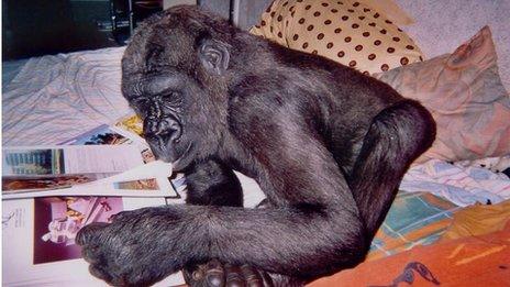 The ups and downs of living with a gorilla - BBC News