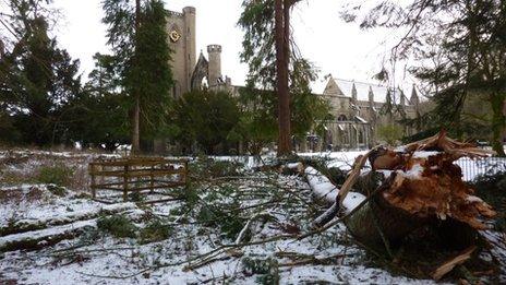 Veteran Dunkeld trees destroyed by storm - BBC News