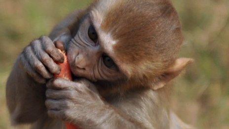 Stubborn monkey Joey returns to owners - BBC News