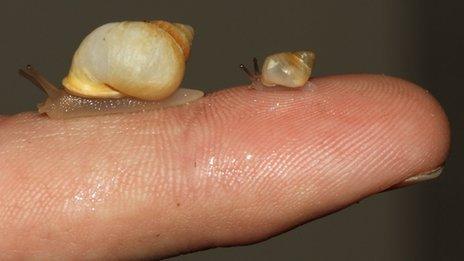 Breeding hopes for Partula tree snail at Hampshire zoo - BBC News