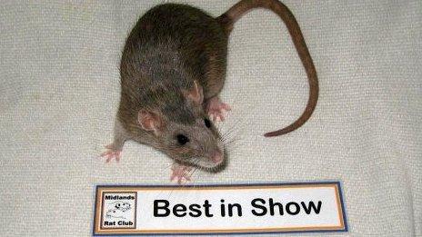 Rats in Crufts-style competition in Derbyshire - BBC News
