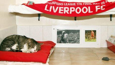 Liverpool's Anfield cat is looking for a new home - BBC News