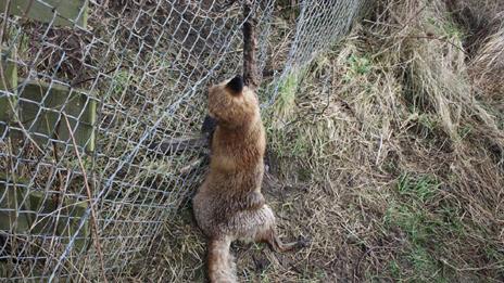Fox put down after illegal trapping - BBC News
