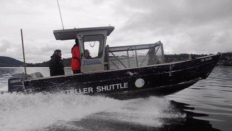 Sea lion test to probe declines - BBC News