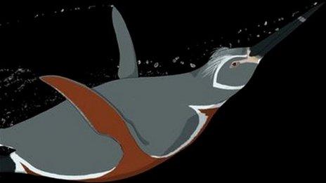 Giant 'monster' Penguin fossil found - BBC Newsround