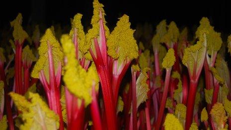 Mild weather could affect Yorkshire rhubarb crop - BBC News